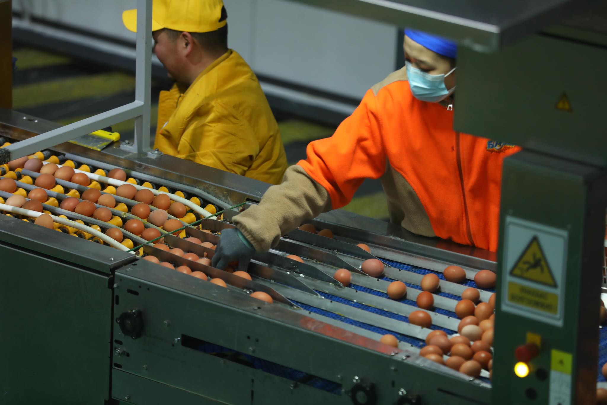 Үндэсний үйлдвэрлэгчид 2025 он гэхэд өндөгний хэрэгцээг бүрэн хангана Монгол Улсын